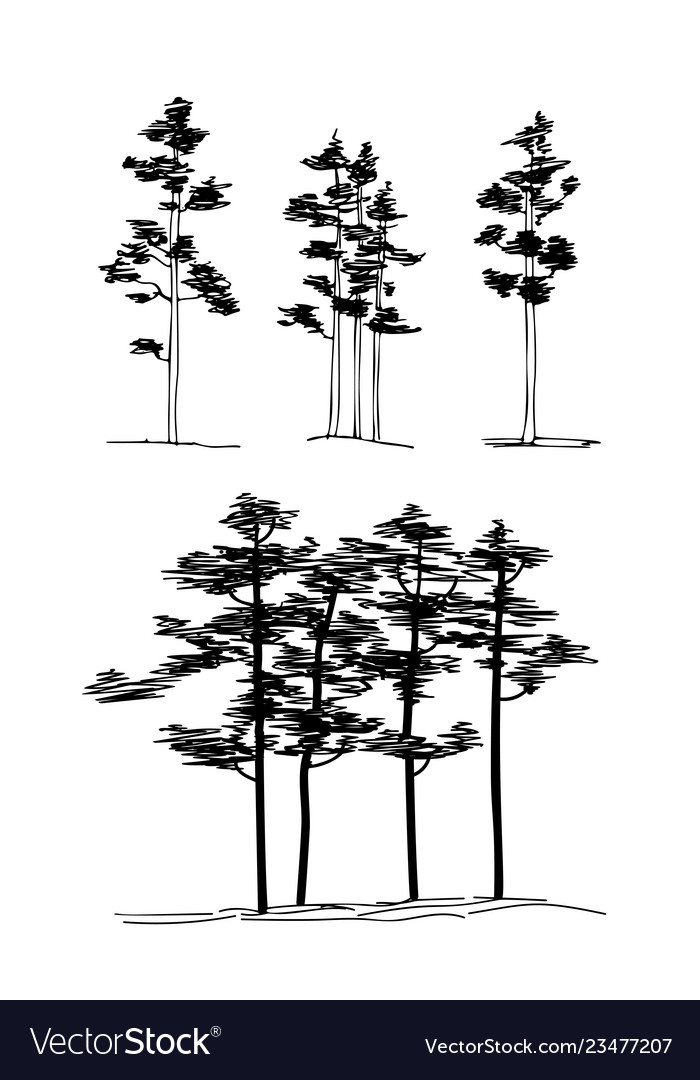 Set hand drawn set architect pine trees Royalty Free Vector