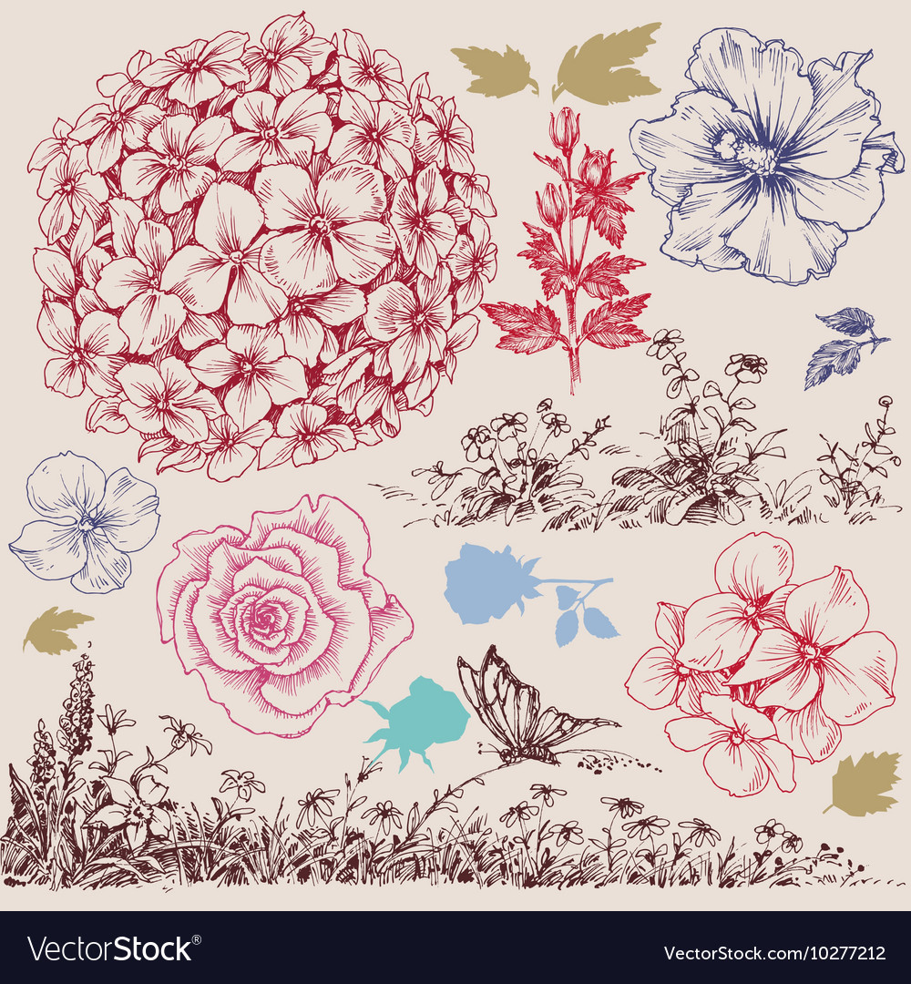 Flowers set floral design elements hand drawn Vector Image