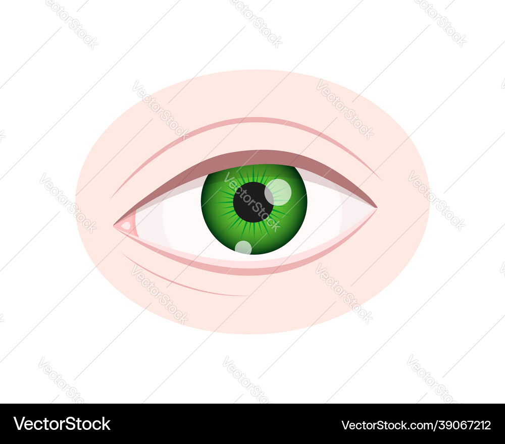 Human eye closeup isolated on white background Vector Image