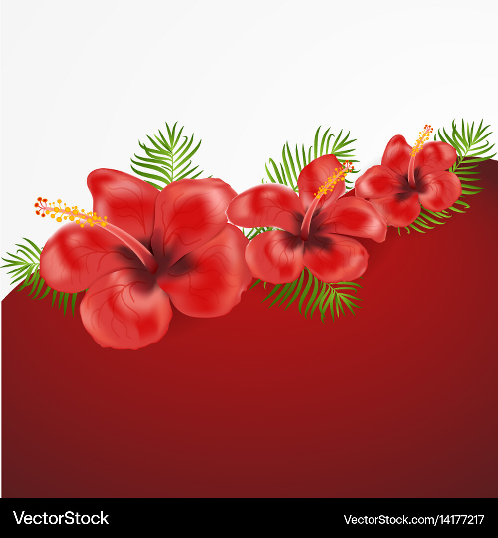 Exotic tropical hibiscus flowers Royalty Free Vector Image