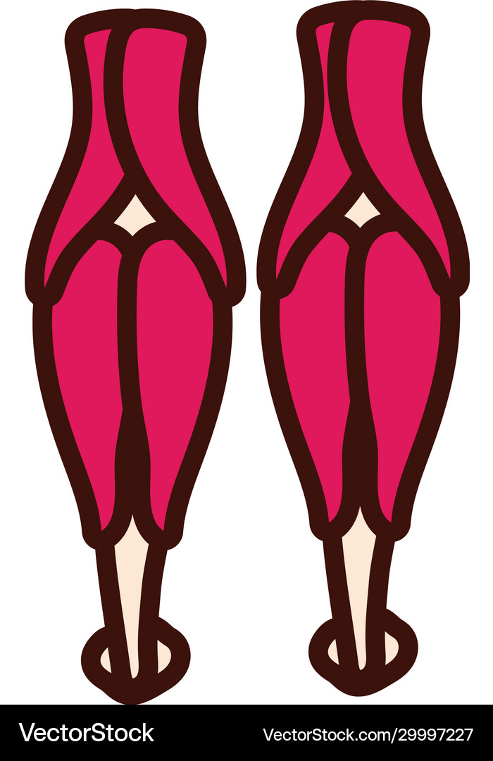 Legs bones and muscles body human part flat style Vector Image