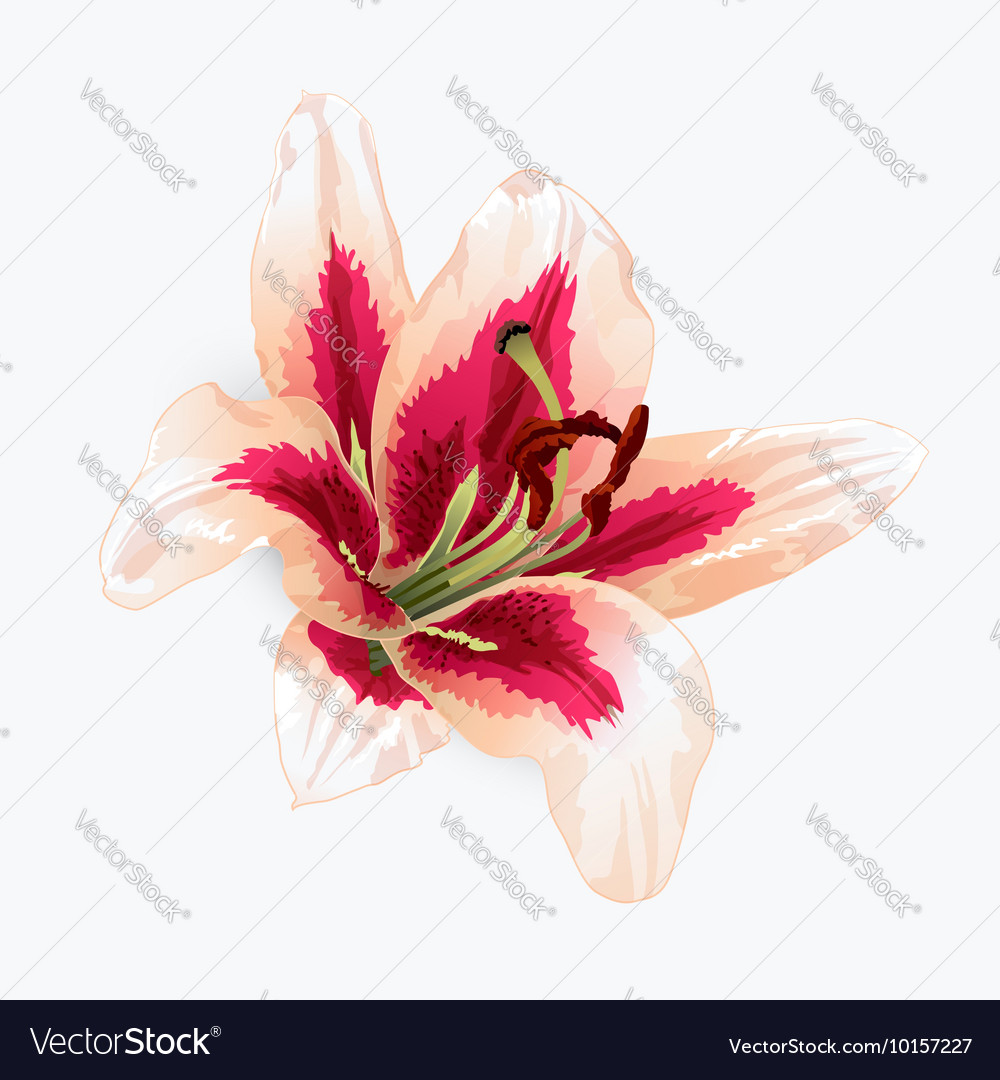 Lily Royalty Free Vector Image - VectorStock