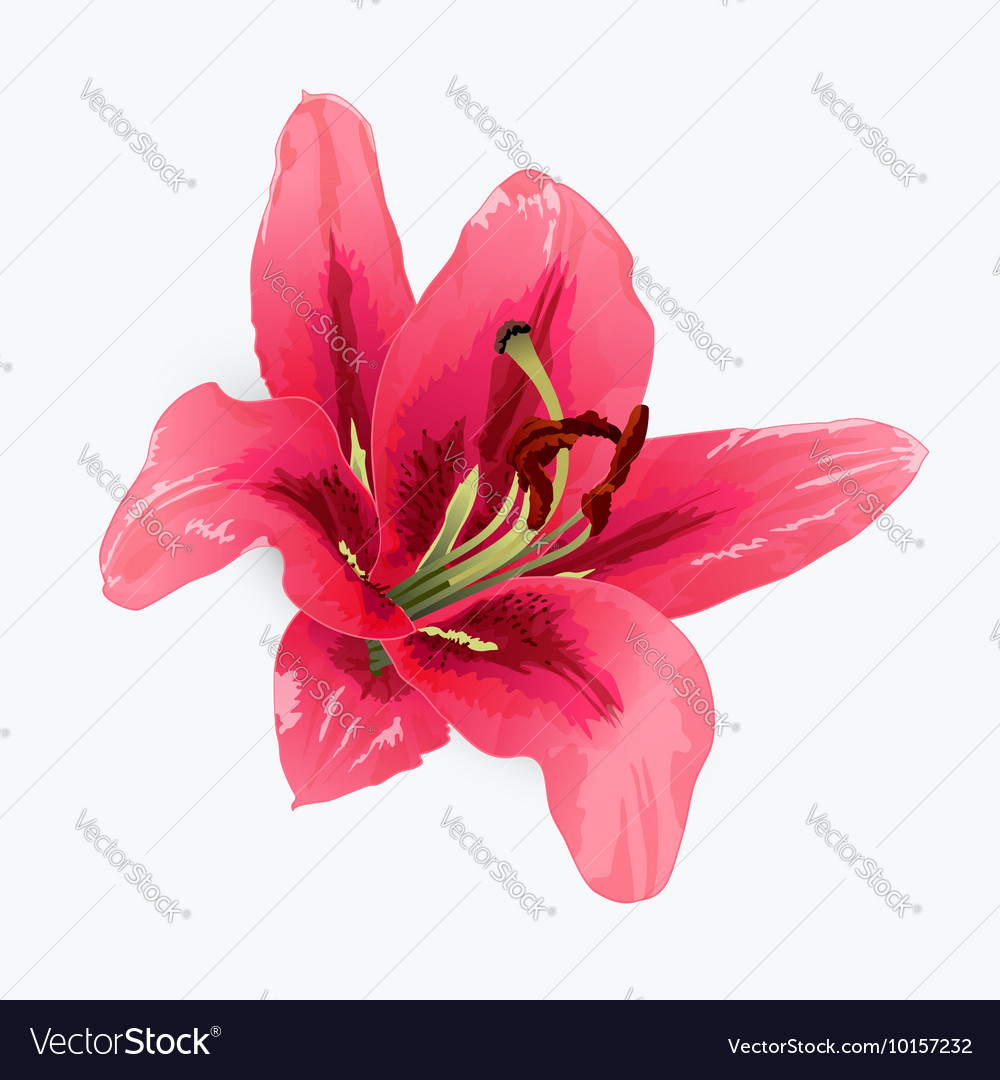 Lily Royalty Free Vector Image - VectorStock