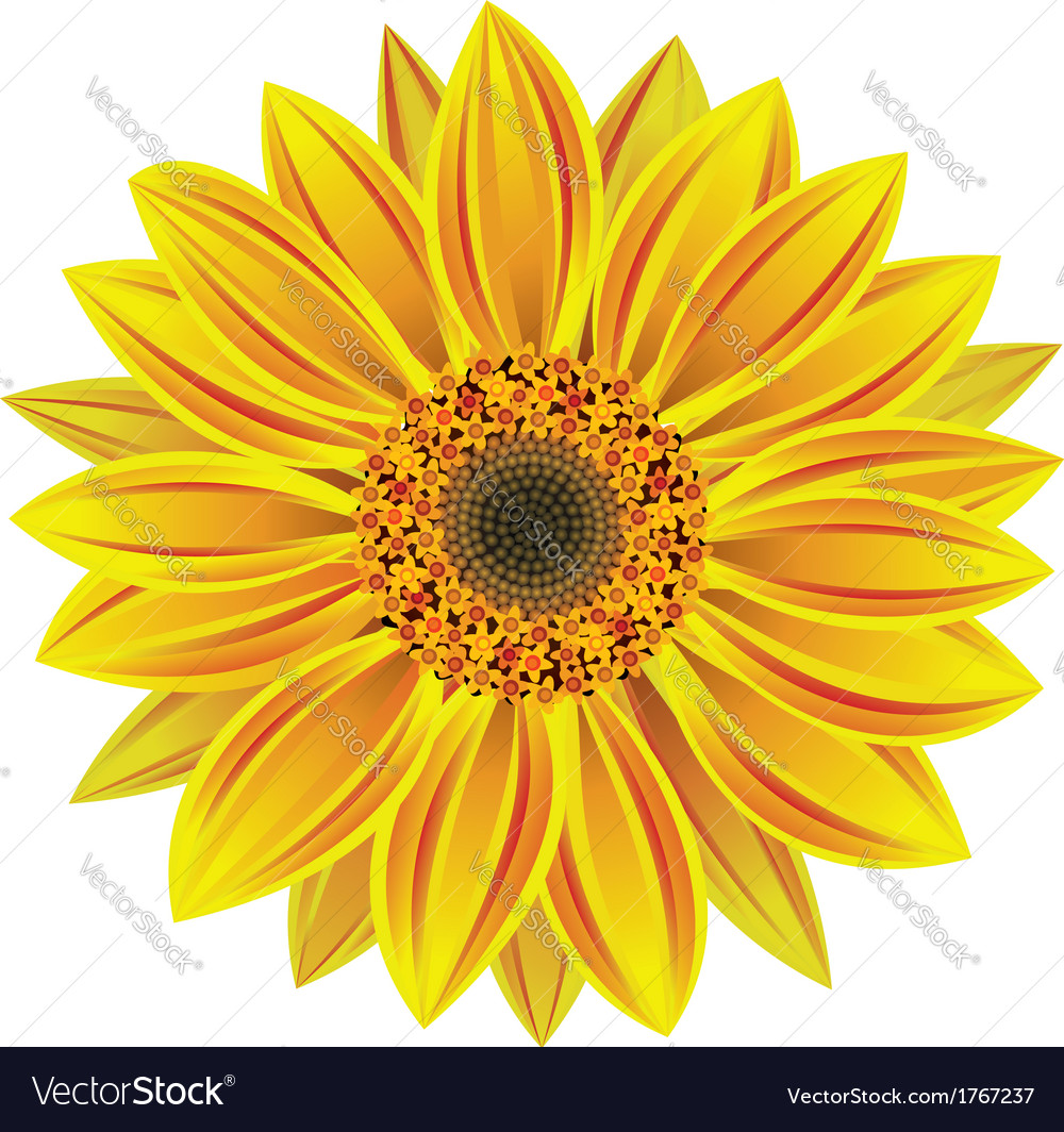 Sunflower Royalty Free Vector Image - VectorStock