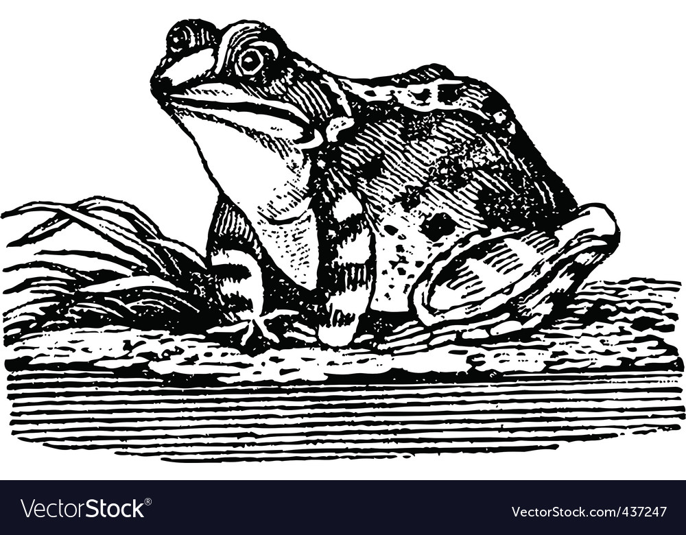 Frog Royalty Free Vector Image - VectorStock
