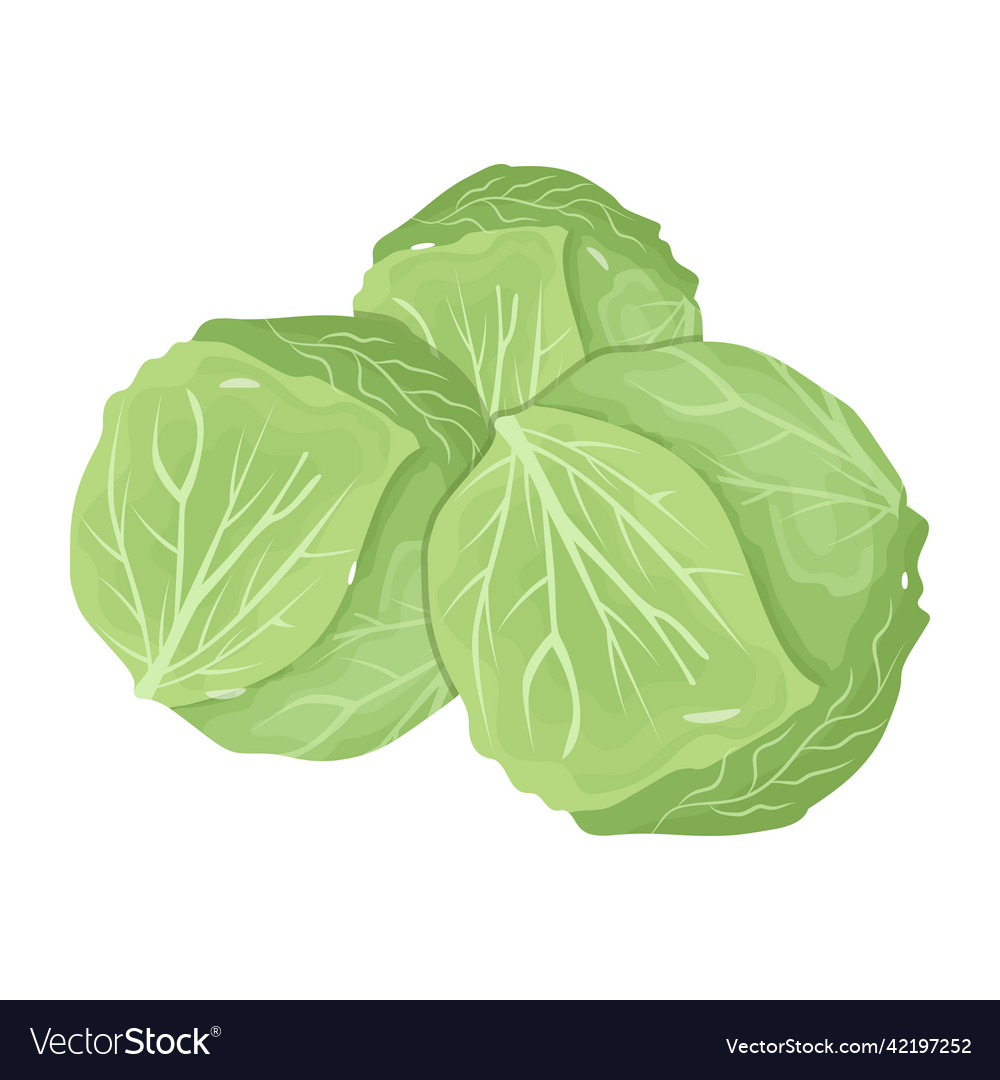 Cabbage Royalty Free Vector Image - VectorStock