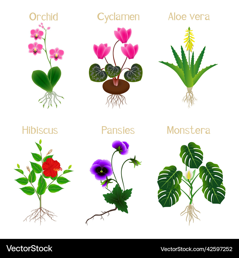 Set of flowering plants Royalty Free Vector Image