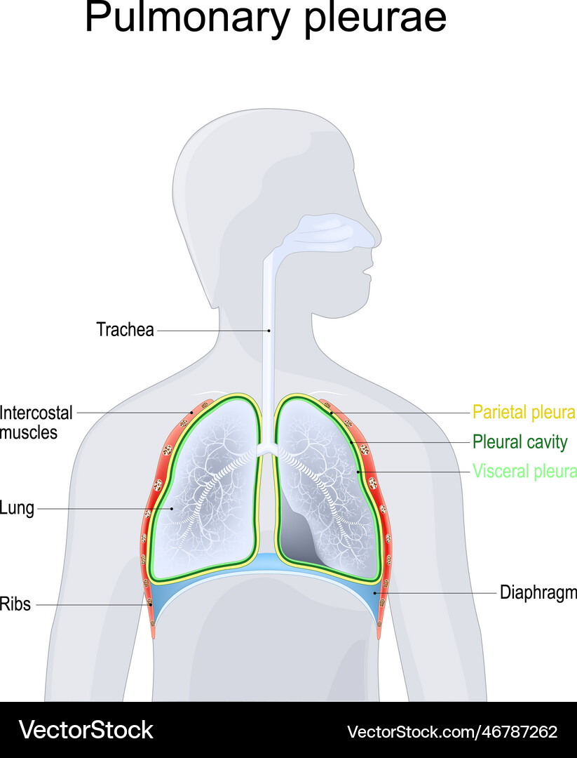 Pulmonary pleurae lungs anatomy Royalty Free Vector Image