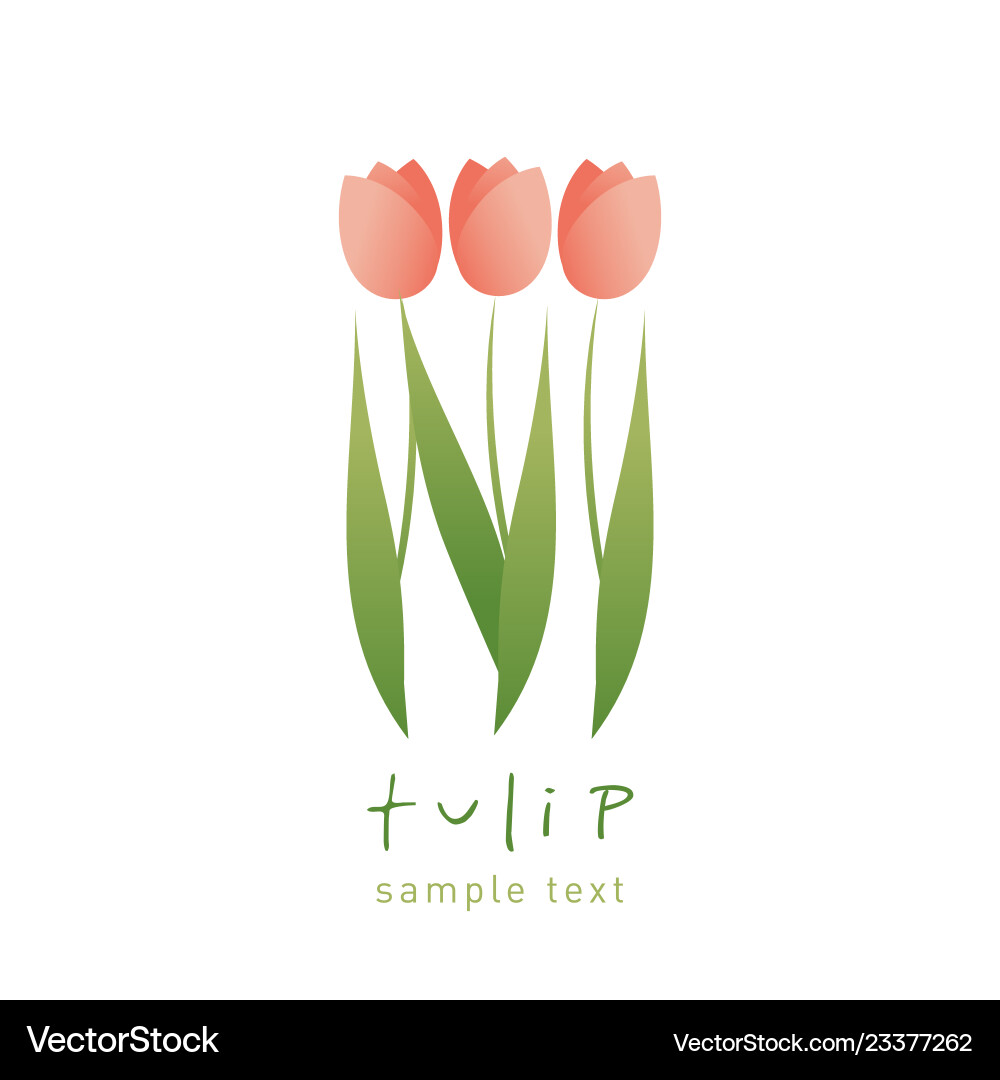 Simple and stylized tulip flowers isolated Vector Image