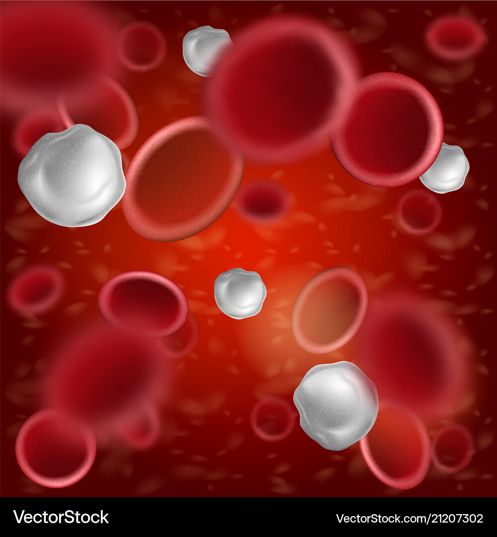 Read and white blood cells realistic bloodstream Vector Image