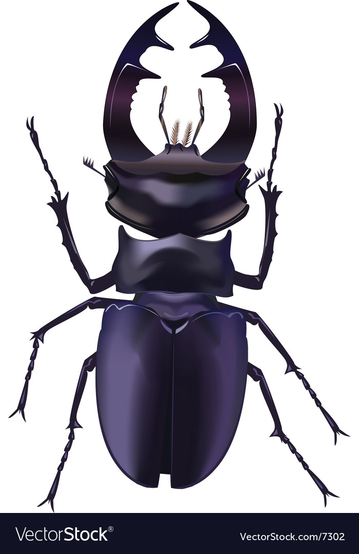 Real bug Royalty Free Vector Image - VectorStock