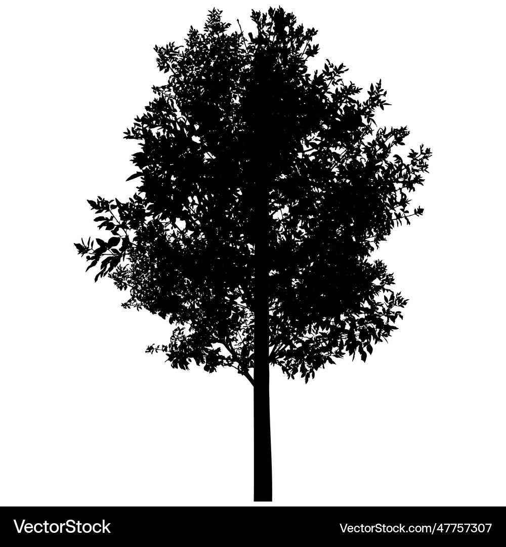 Silhouette of beautiful ash tree Royalty Free Vector Image