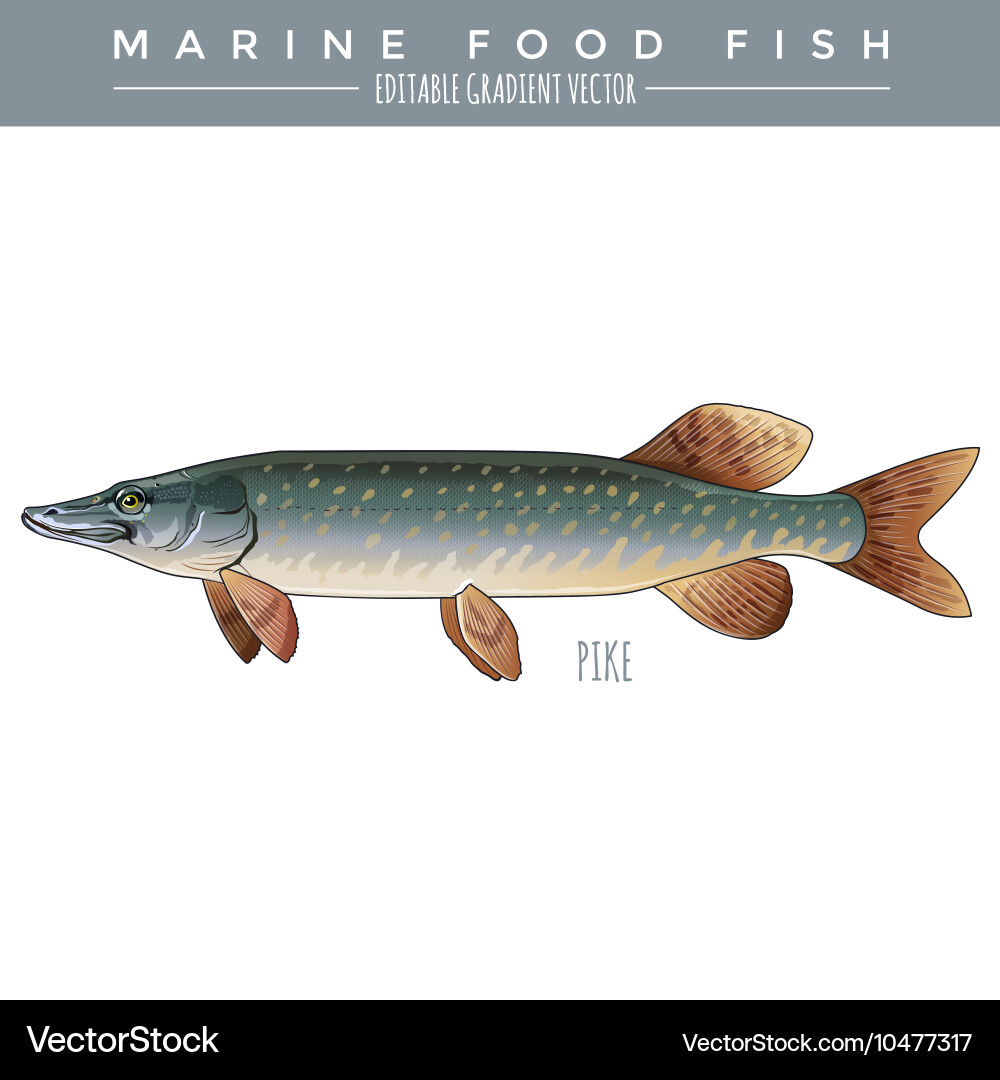 PIke Marine Food Fish Royalty Free Vector Image