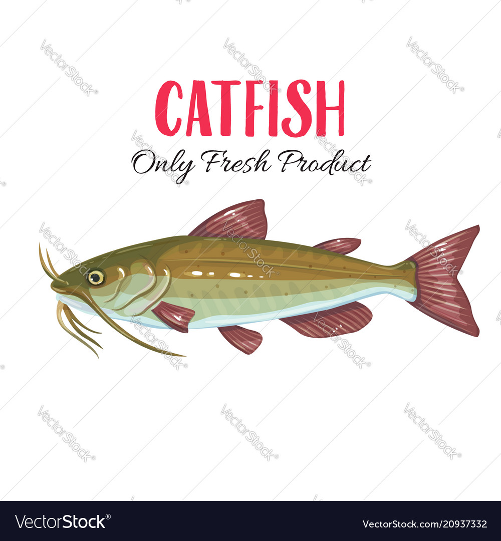 Catfish Royalty Free Vector Image - VectorStock