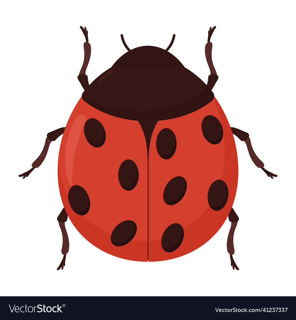 Colored ladybug design Royalty Free Vector Image