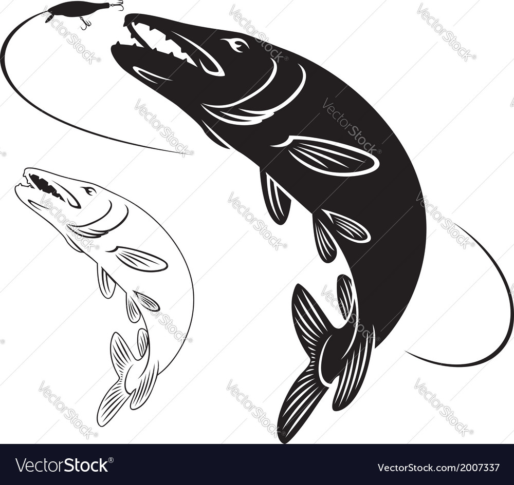 Fish pike Royalty Free Vector Image - VectorStock
