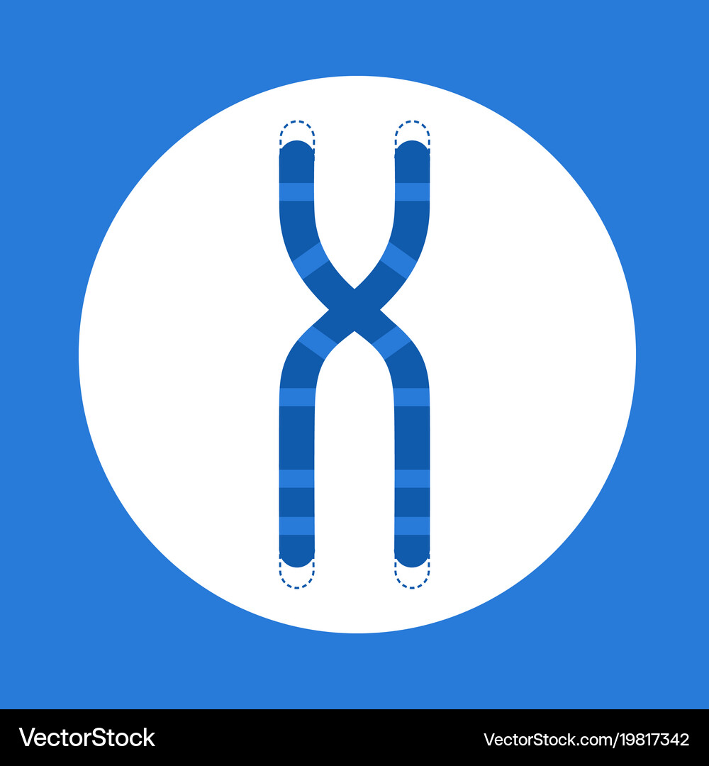 Telomere end of chromosome Royalty Free Vector Image