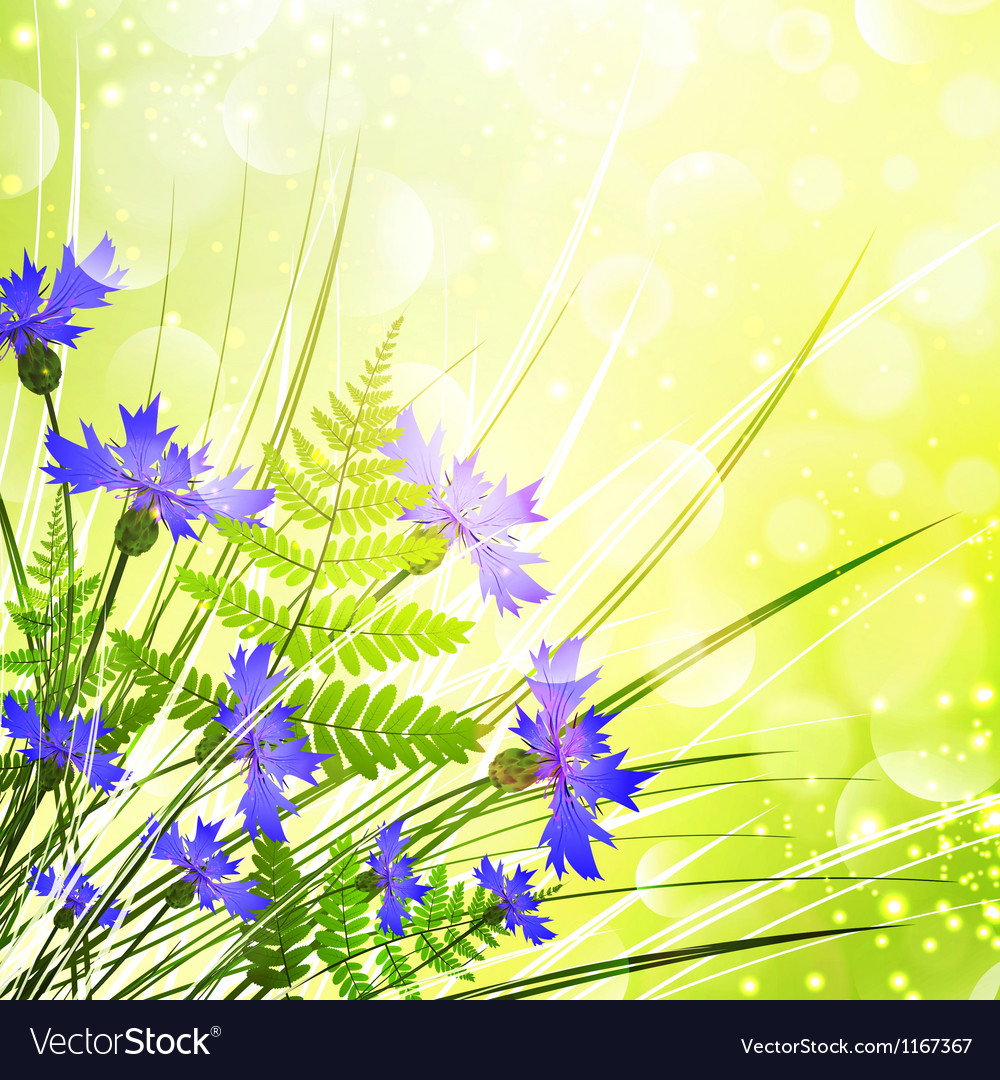 Cornflower Royalty Free Vector Image - VectorStock