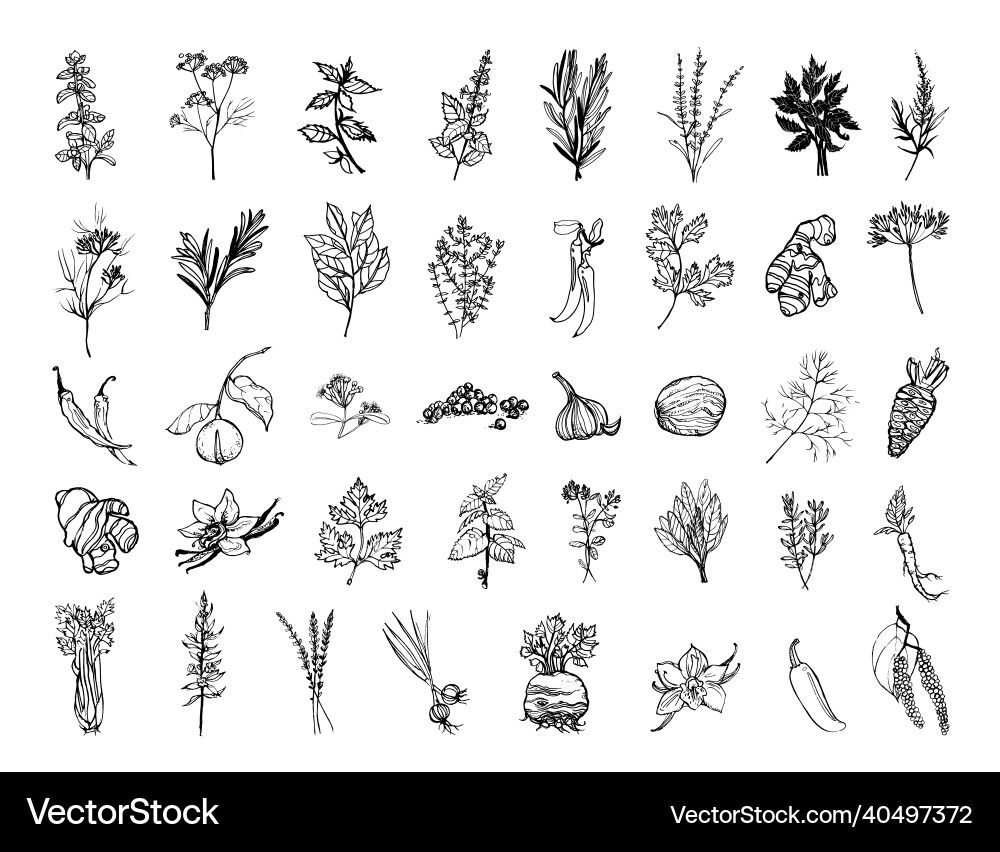 Herbs and spices in art ink style Royalty Free Vector Image