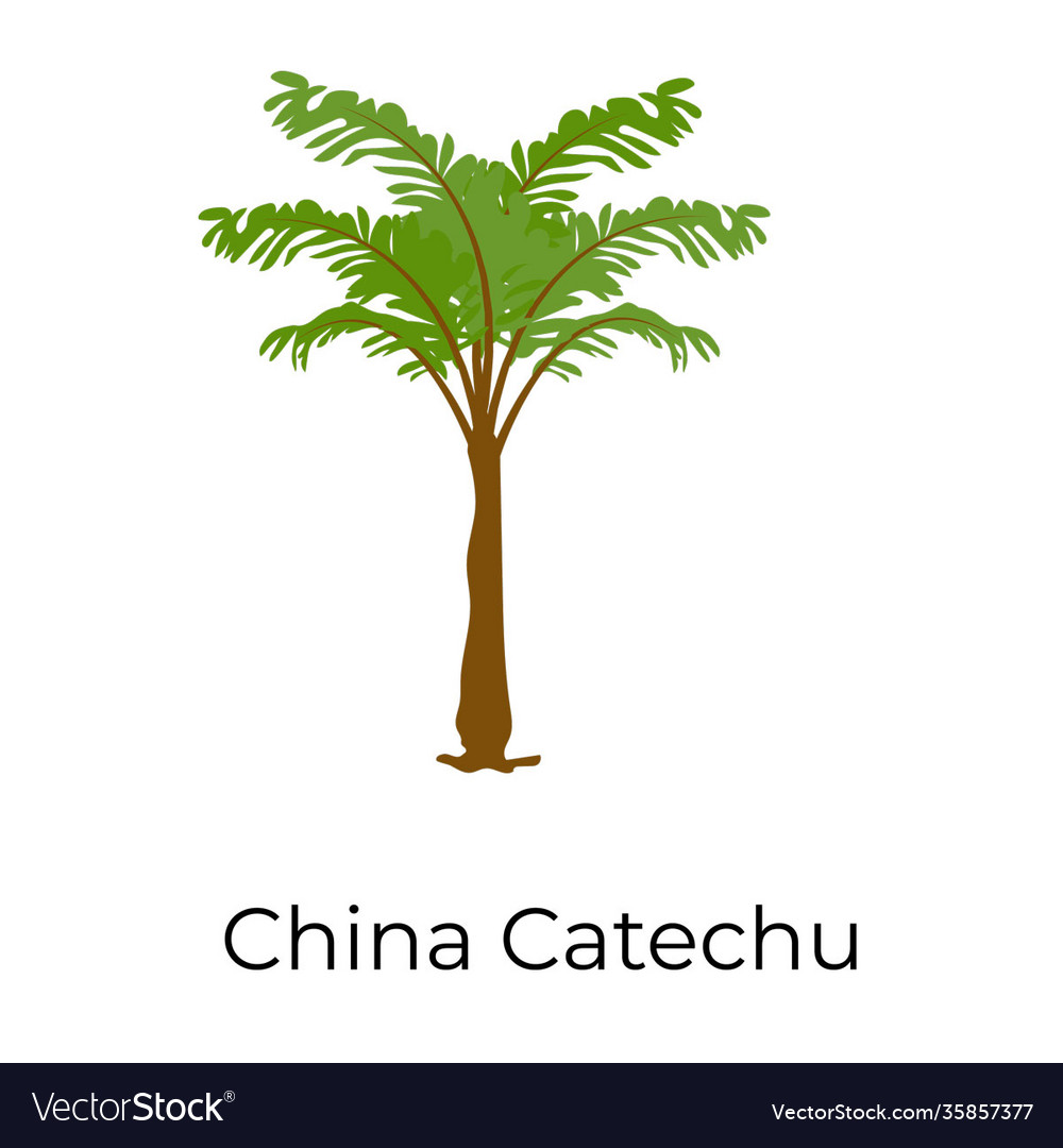 China catechu Royalty Free Vector Image - VectorStock