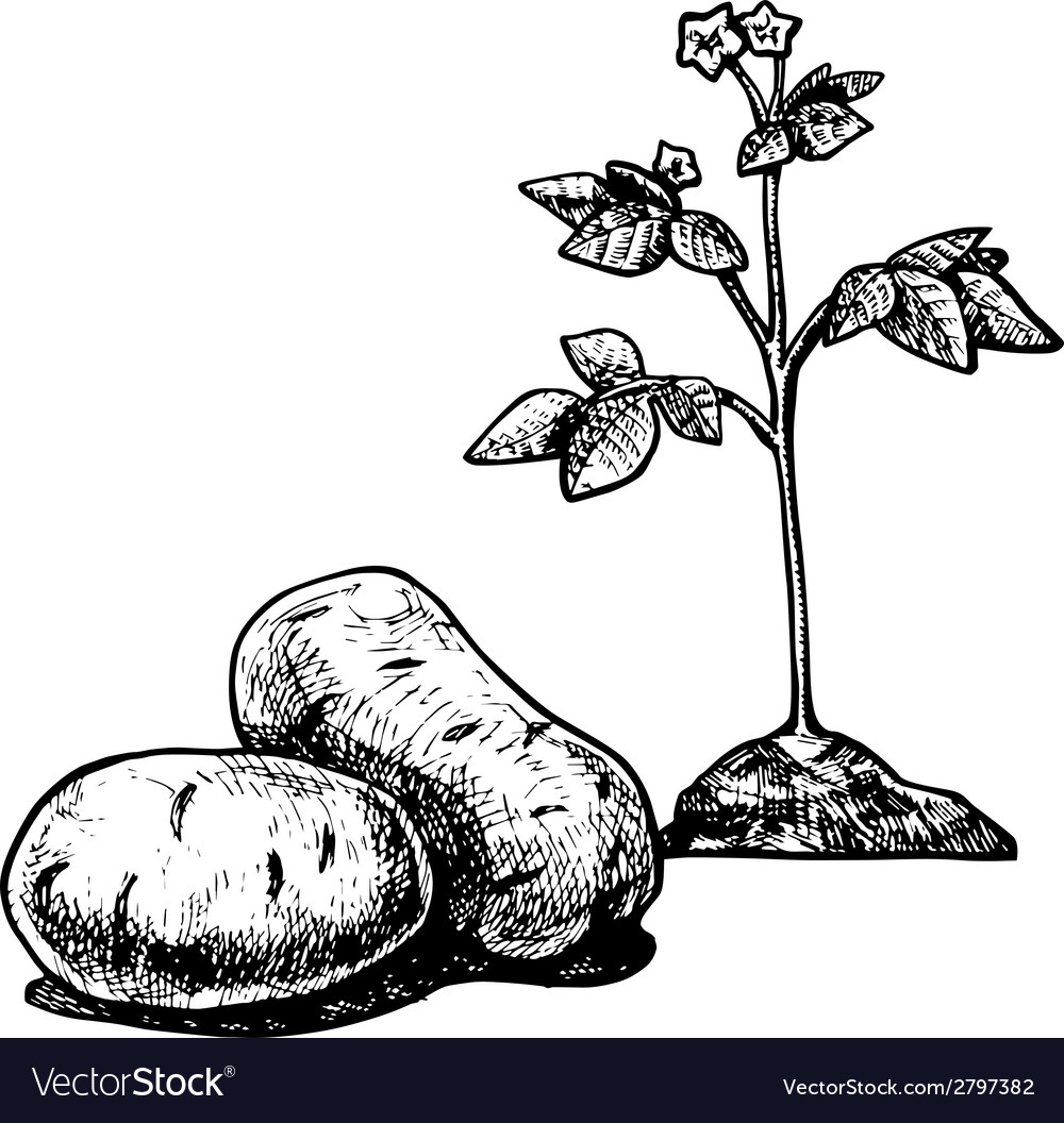 Potato Royalty Free Vector Image - VectorStock Potato Royalty Free Vector Image - VectorStock