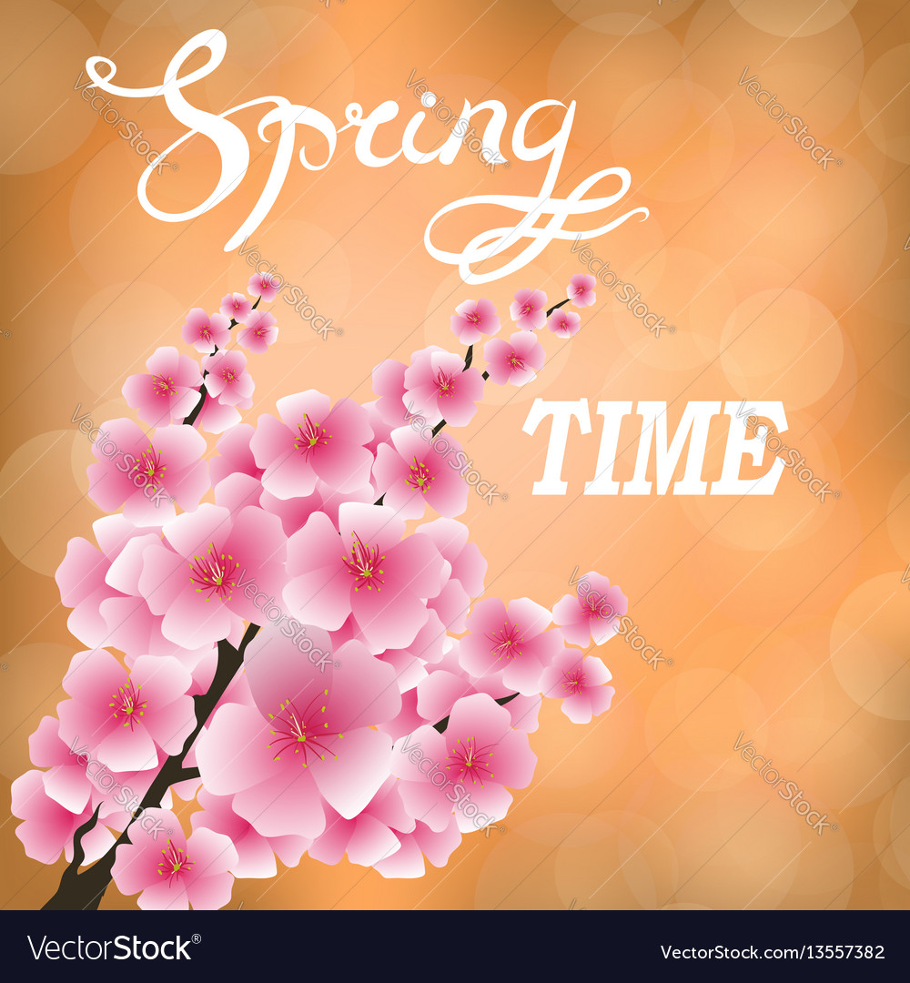 Spring pink flowers sakura japan cherry tree Vector Image