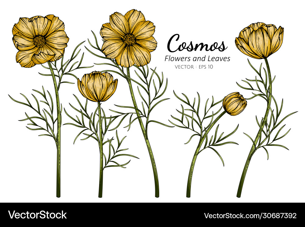 Yellow cosmos flower and leaf drawing with line Vector Image