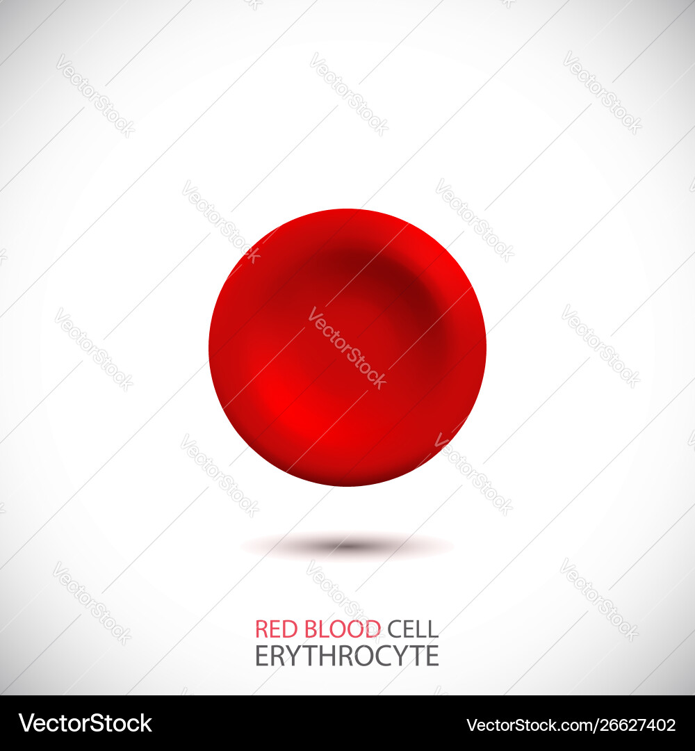Erythrocyte red blood cell Royalty Free Vector Image