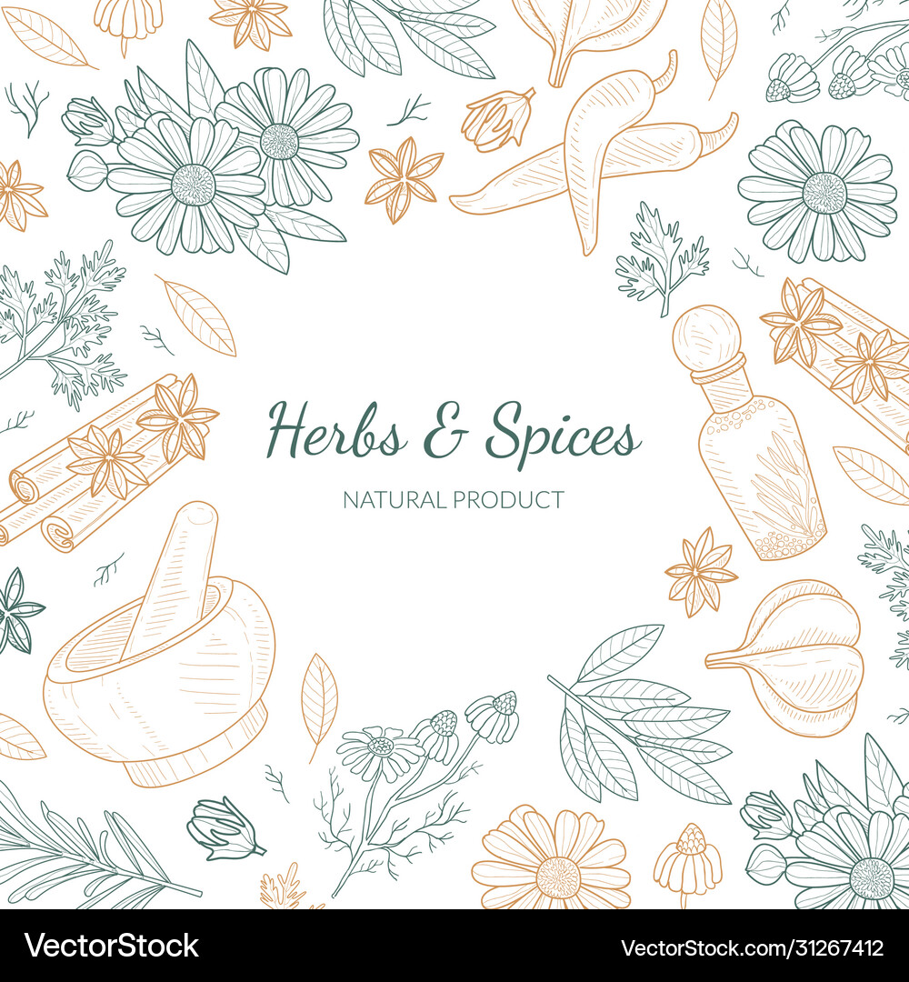 Herbs and spices banner template with natural Vector Image