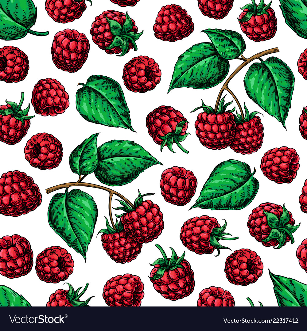 Raspberry seamless pattern drawing Royalty Free Vector Image