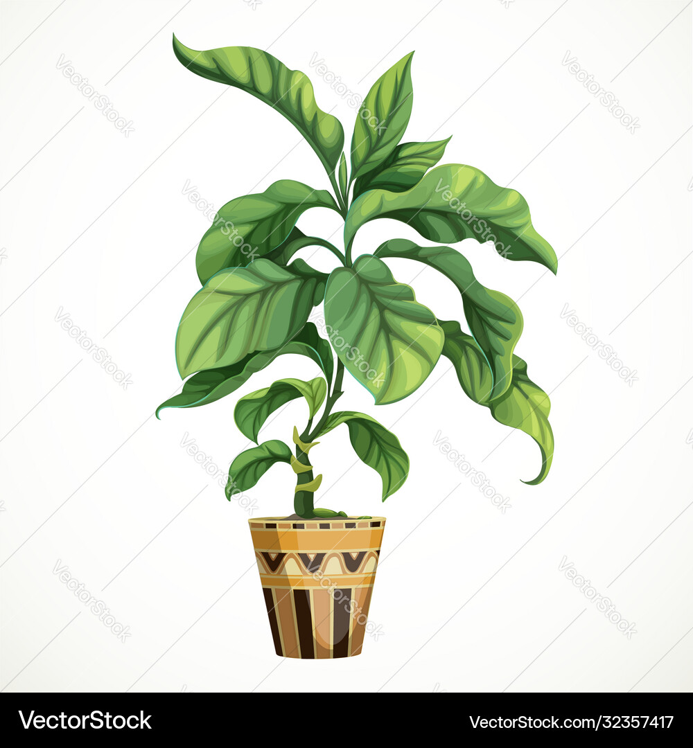 Decorative tropical tree ficus or diphenbafium Vector Image