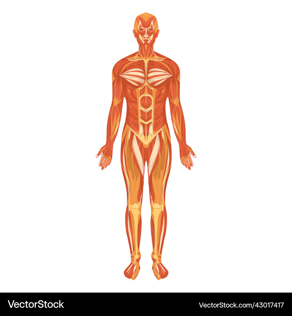 Myologia muscular system human body Royalty Free Vector