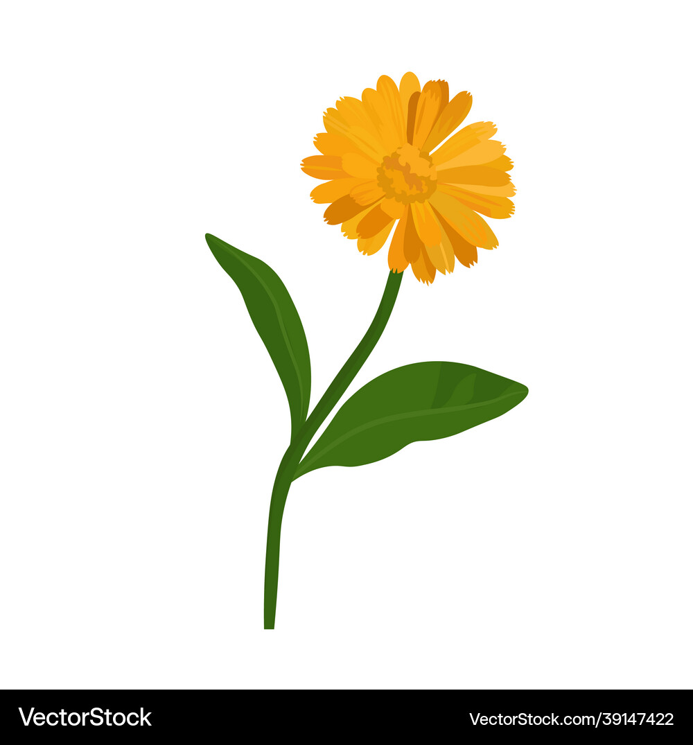 Calendula stock yellow marigo Royalty Free Vector Image