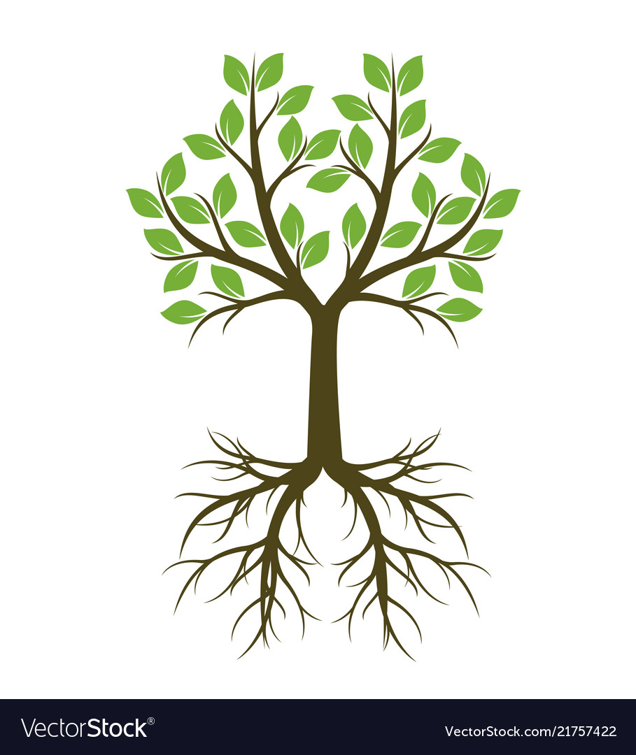 Green shape of tree with root Royalty Free Vector Image Green shape of tree with root Royalty Free Vector Image