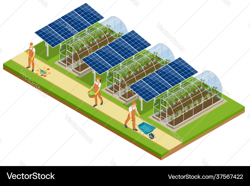 Isometric greenhouse isolated on white growing Vector Image