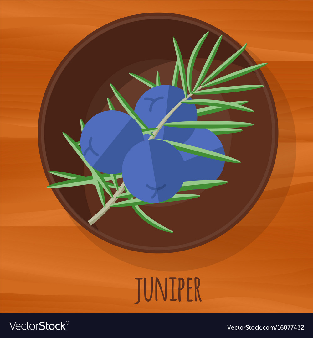 Juniper flat design icon Royalty Free Vector Image