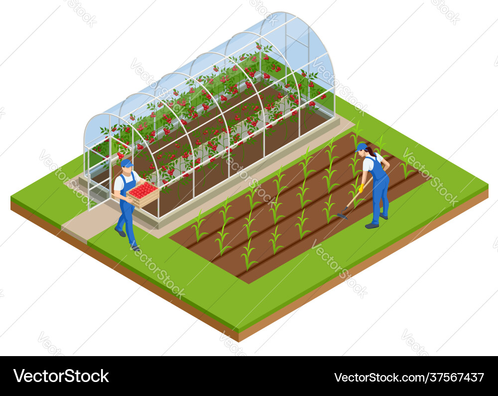 Isometric greenhouse isolated on white growing Vector Image