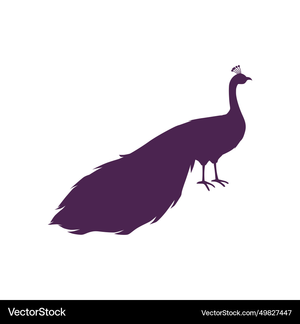 Beautiful peacock with put down amazing long tail Vector Image