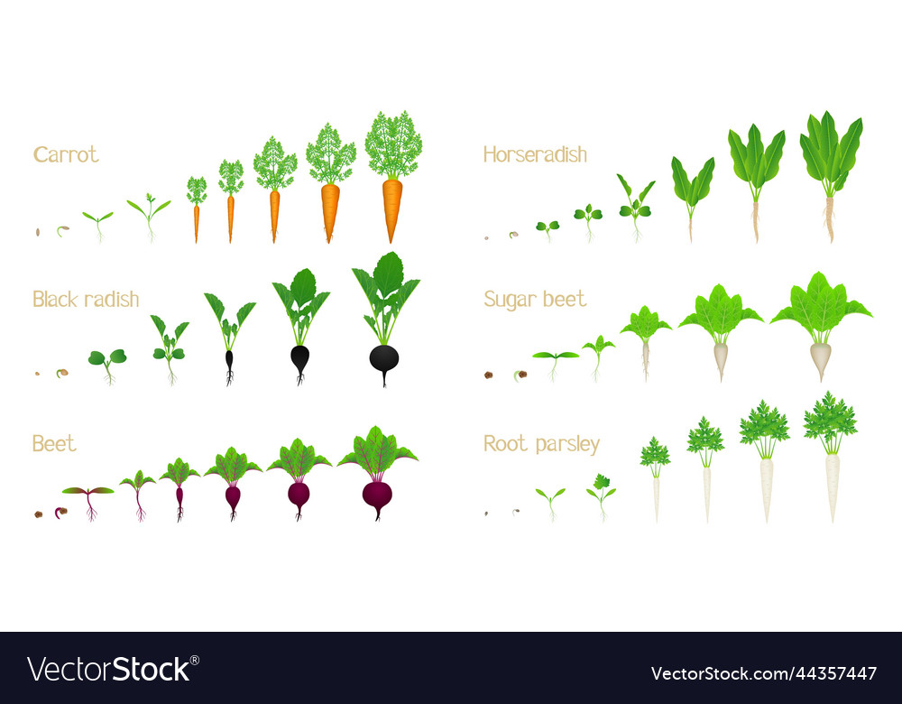 Set of vegetable growth life cycles Royalty Free Vector