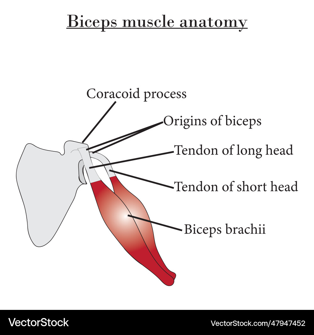 Biceps muscle anatomy diagram Royalty Free Vector Image
