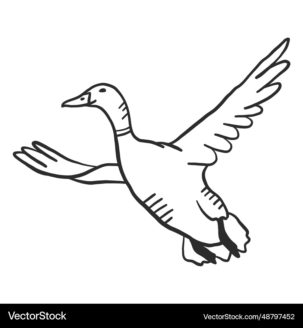 Duck drake wild beak wing flying doodle Royalty Free Vector