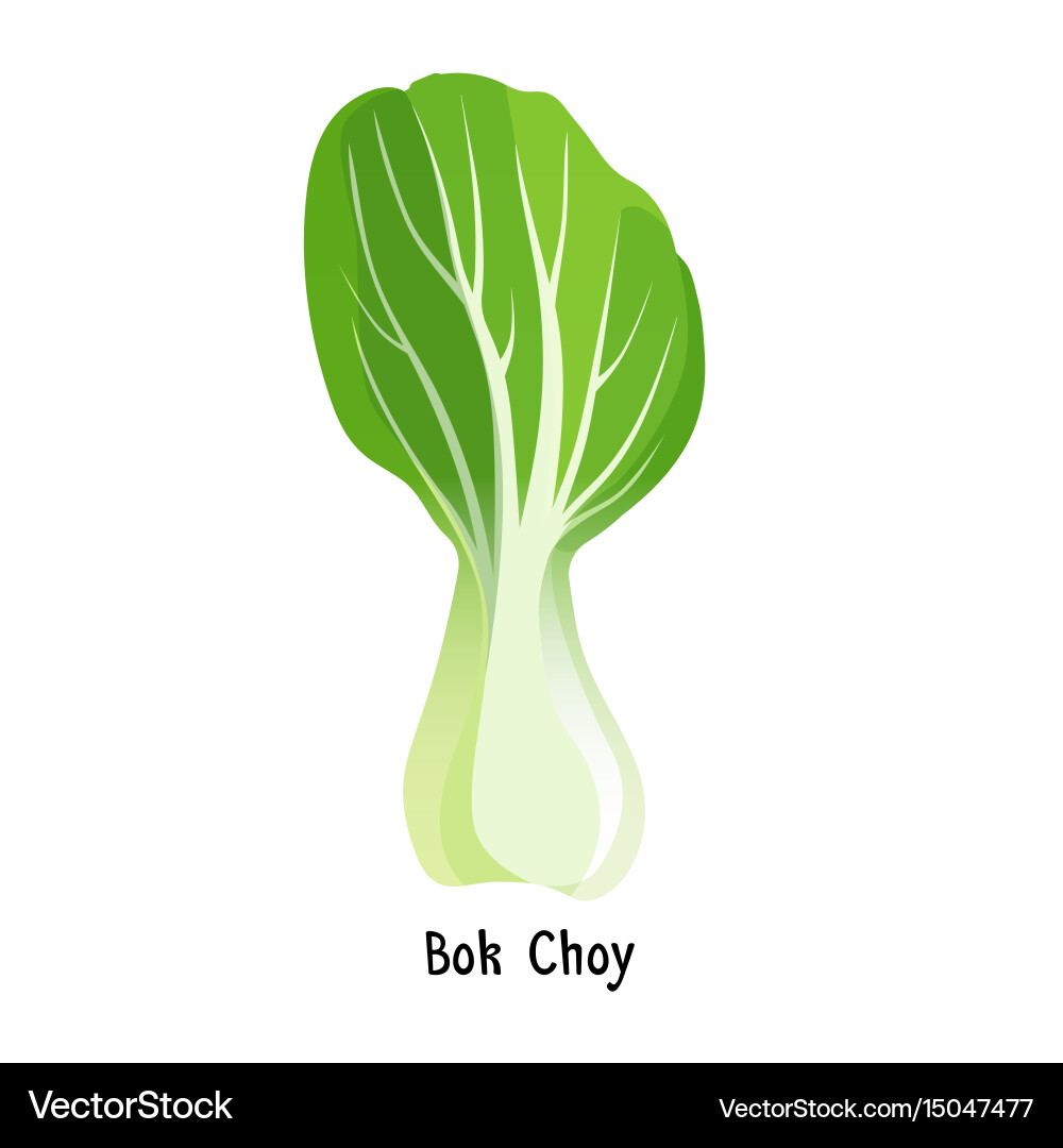 Bok choy or pak choi type chinese cabbage Vector Image