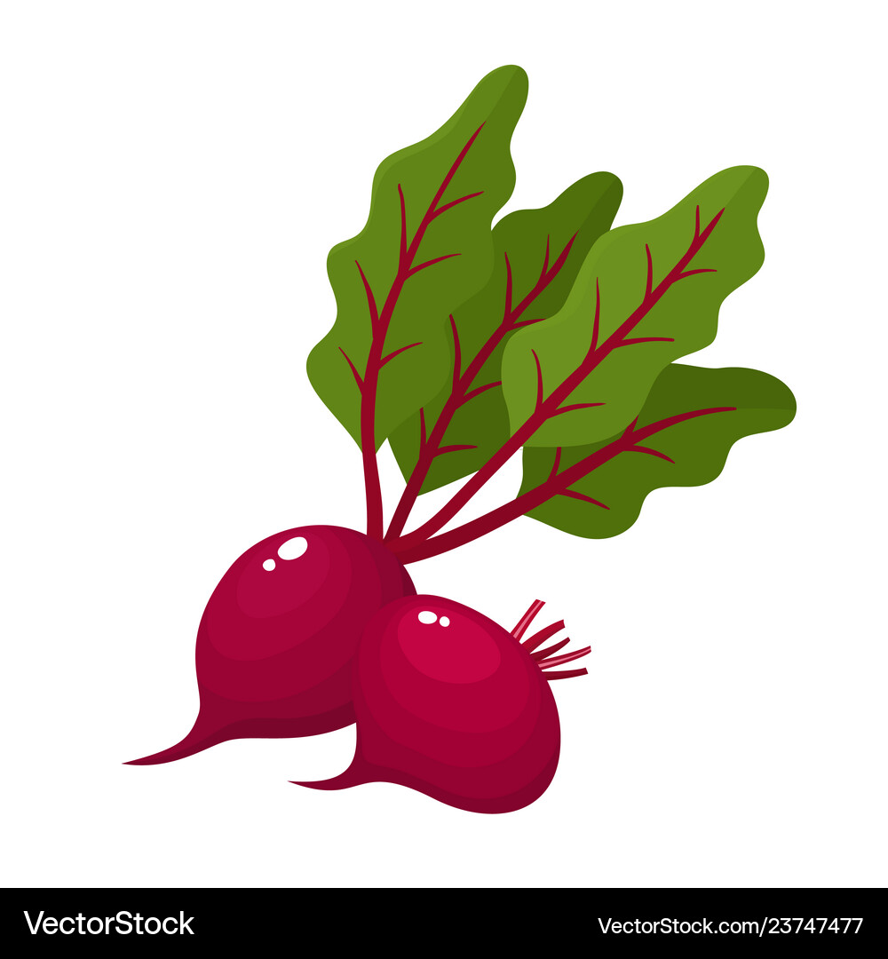 Bright of fresh beets isolated Royalty Free Vector Image