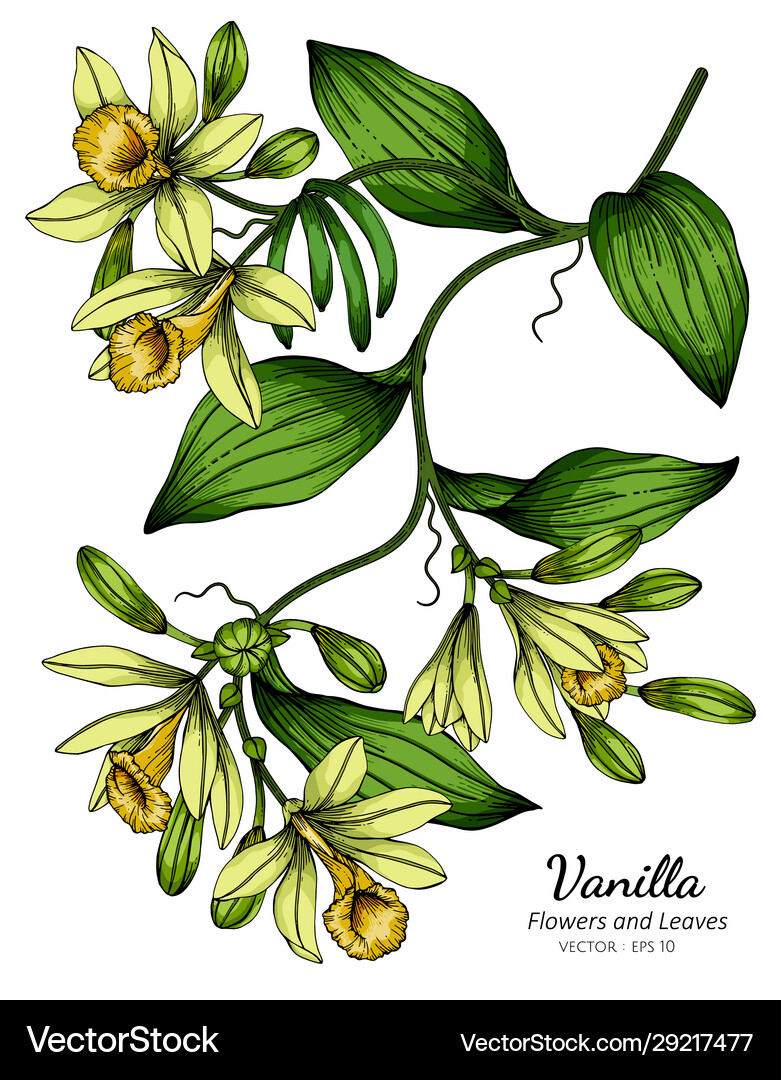 Vanilla flower and leaf drawing with line art on Vector Image