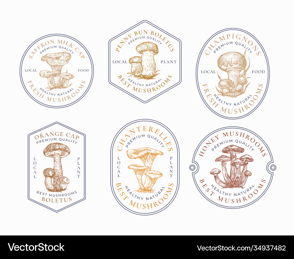Fresh local mushrooms abstract frame signs Vector Image
