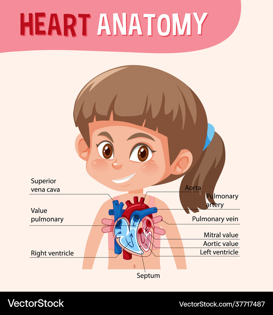 Information poster human heart diagram Royalty Free Vector