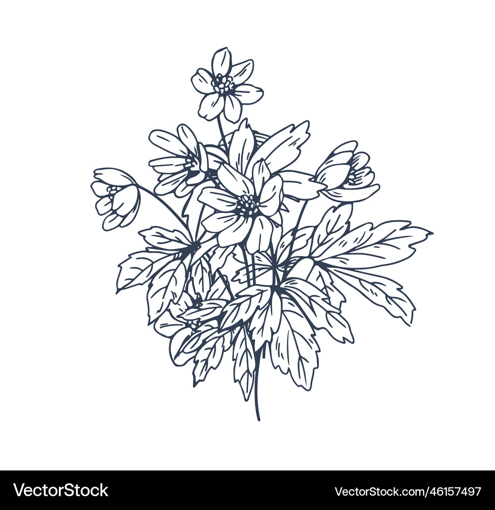 Windflower retro botanical floral drawing Vector Image