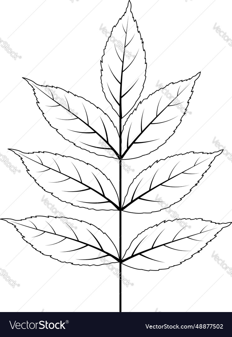 Ash-tree leaf Royalty Free Vector Image - VectorStock