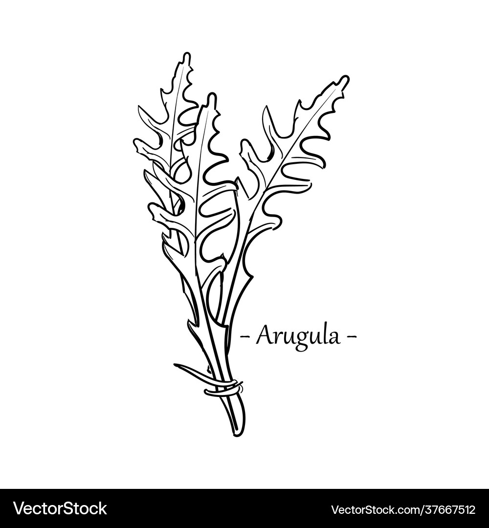 Fresh arugula leaves hand drawn sketch isolated Vector Image