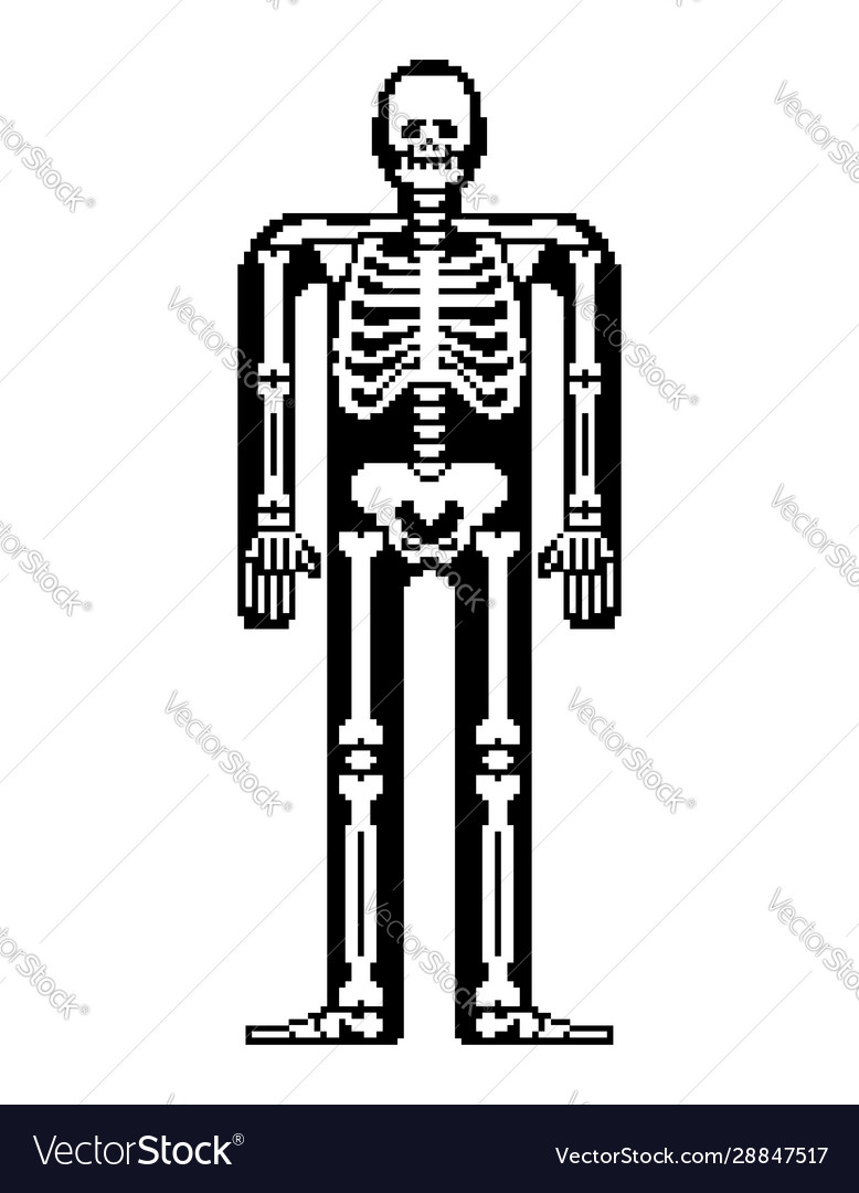 Skeleton pixel art skull and bones anatomy 8 bit Vector Image
